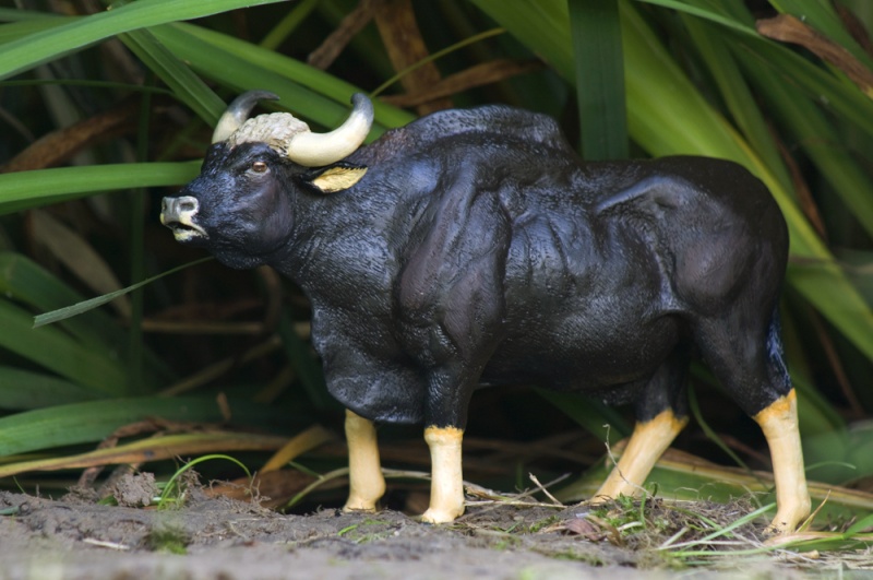 Custom Made Gaur Bull By Ana